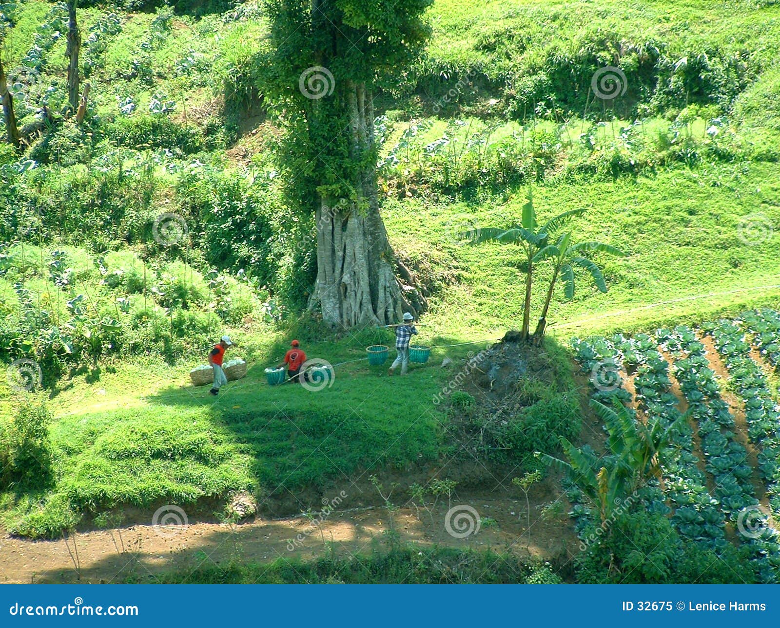 Rest in the Shade stock image. Image of rest, people, tropical - 32675
