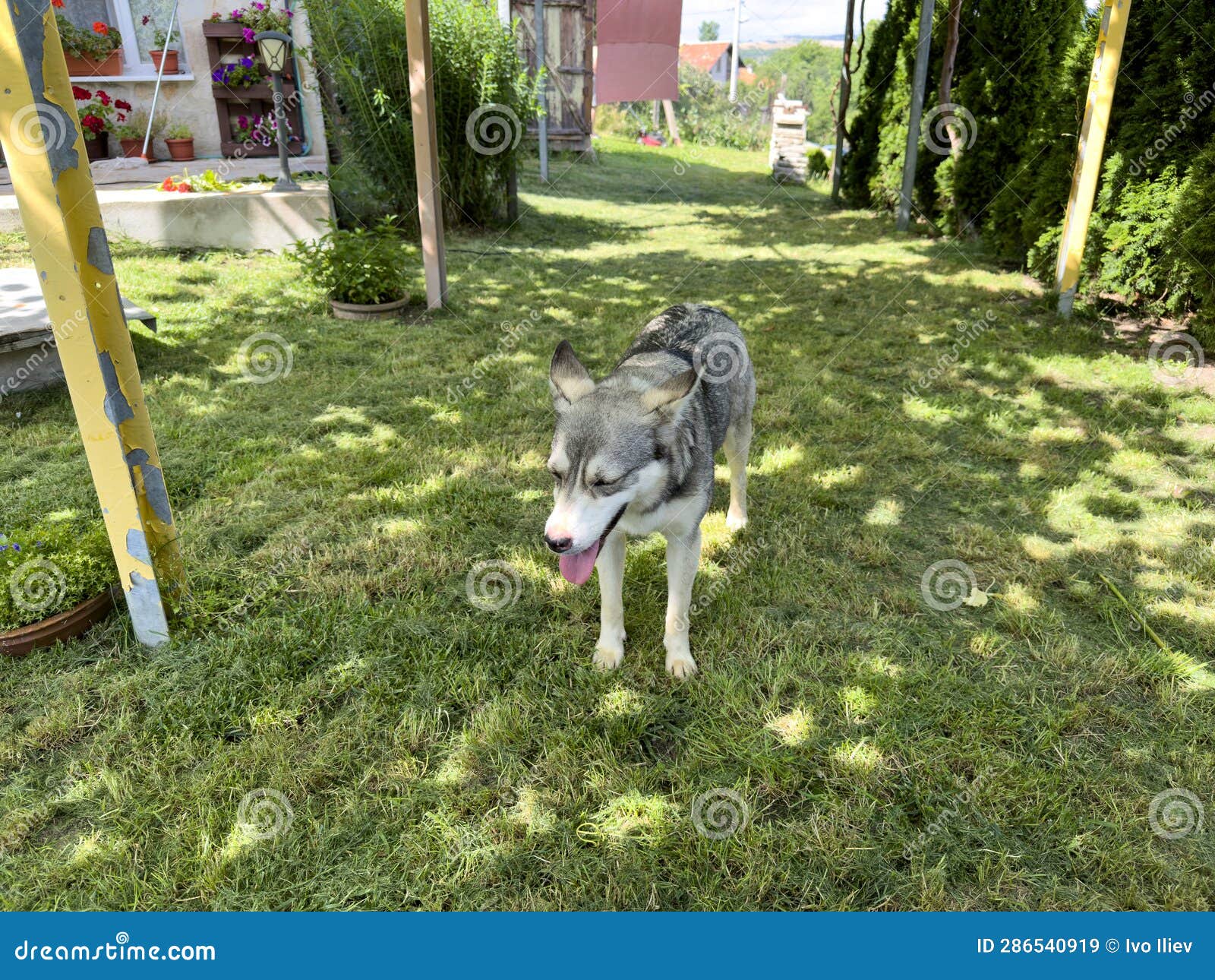 Rest in the shade. stock image. Image of animal, rest - 286540919