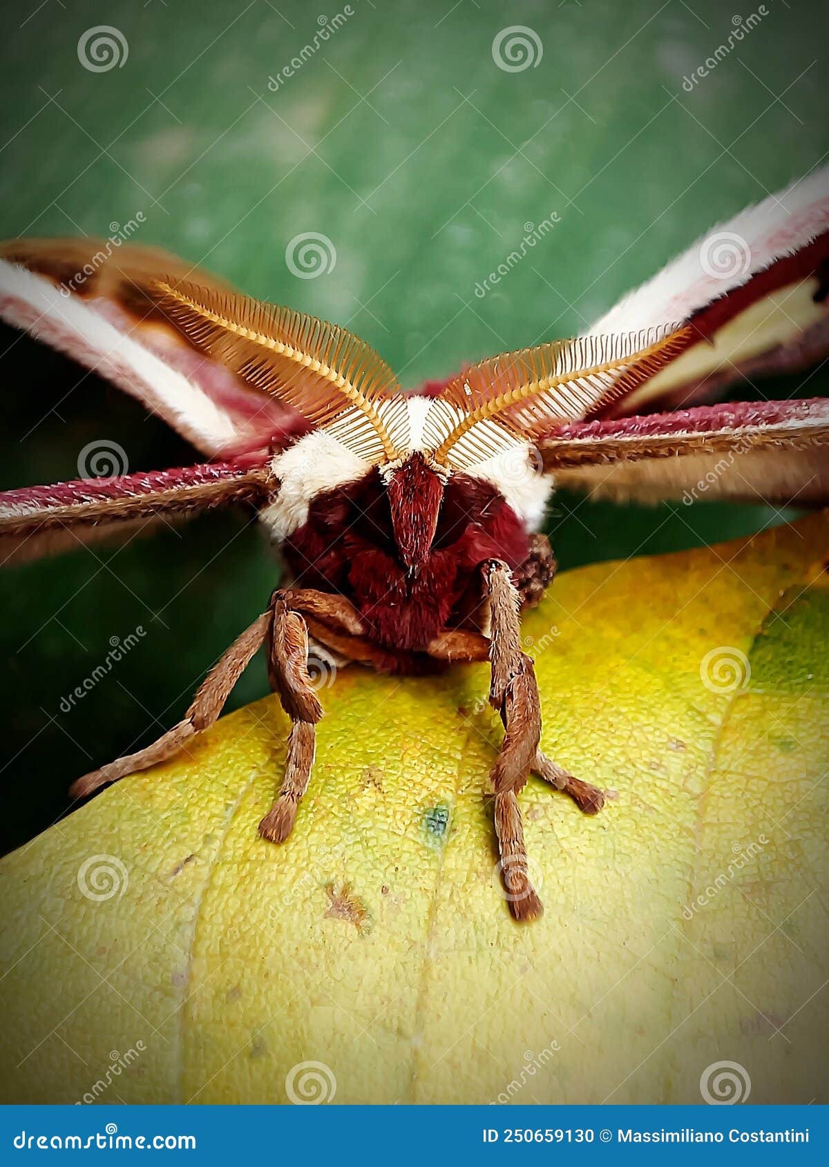 The rest of the silk moth stock photo. Image of silk - 250659130