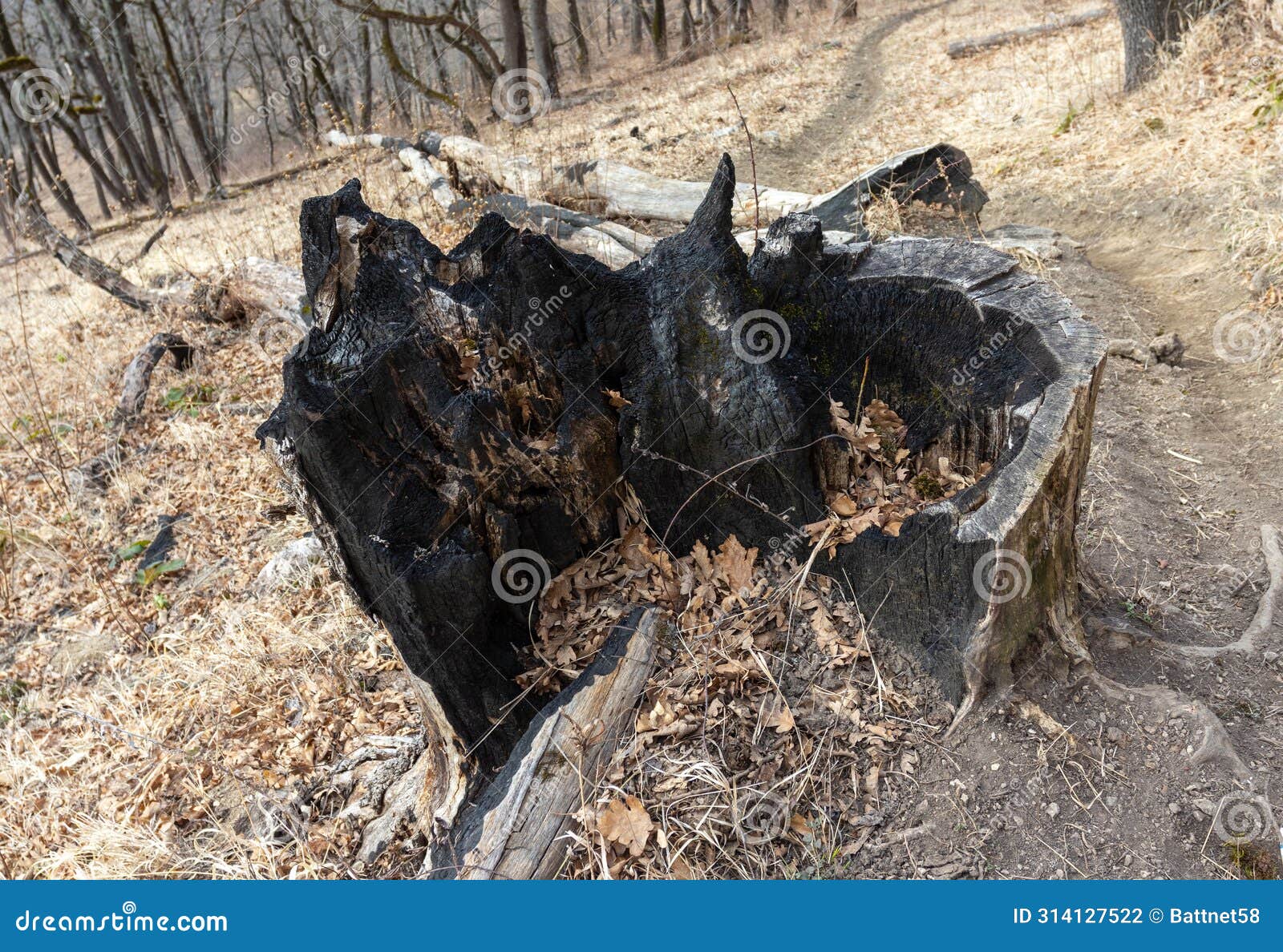 A Burnt Tree Trunk Damaged by Lightning Stock Photo - Image of ...