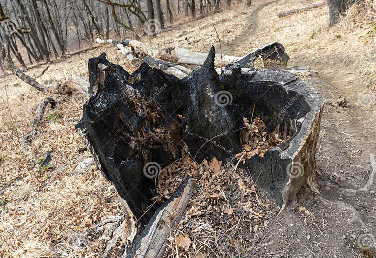 A Burnt Tree Trunk Damaged by Lightning Stock Photo - Image of ...