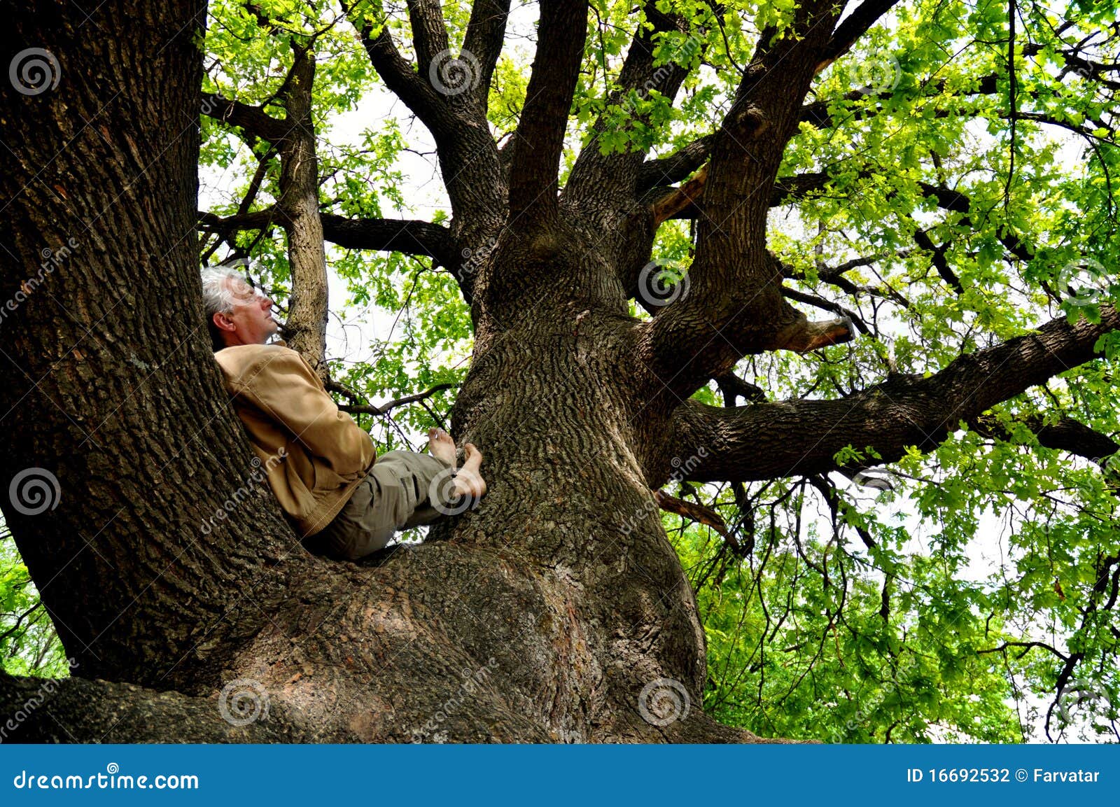 Rest on a tree stock photo. Image of adult, pensive, imagination - 16692532