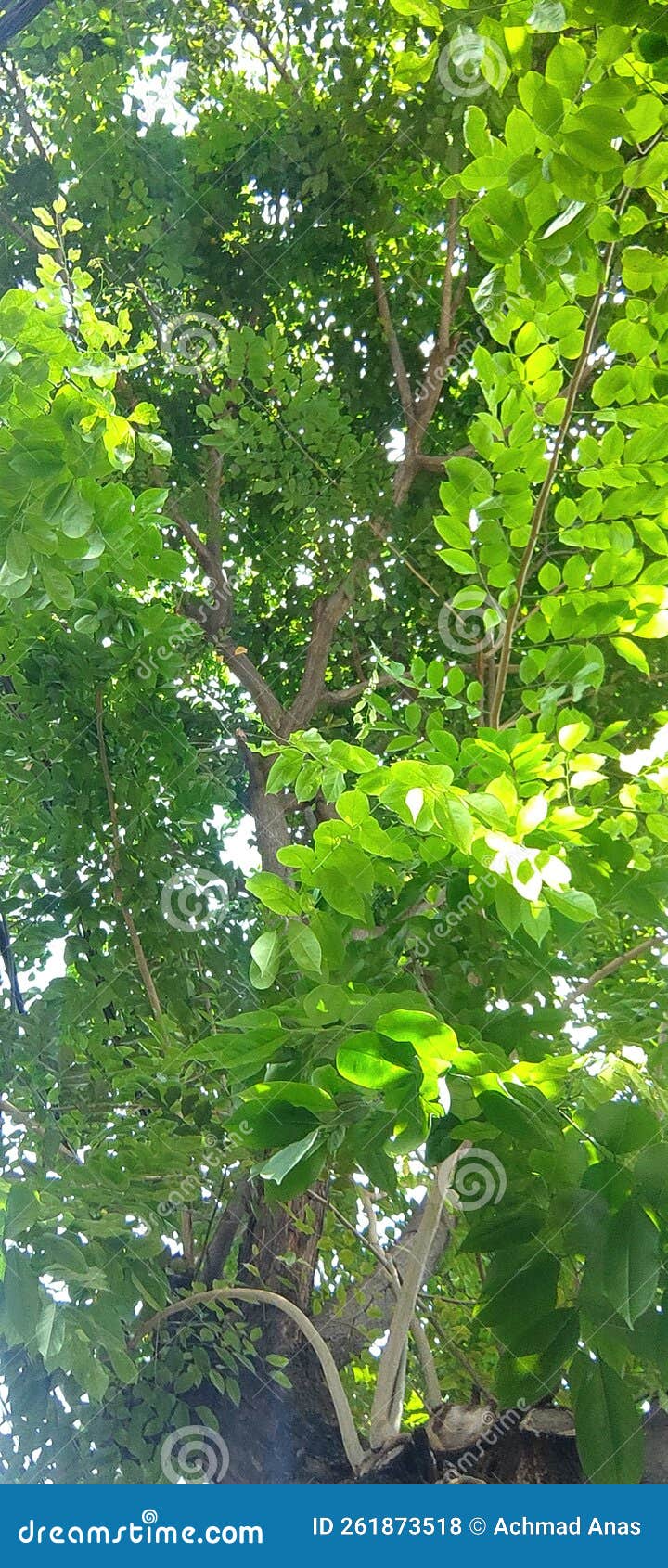 Rest Under a Shady Tree the Breeze Blows Stock Photo - Image of shady ...