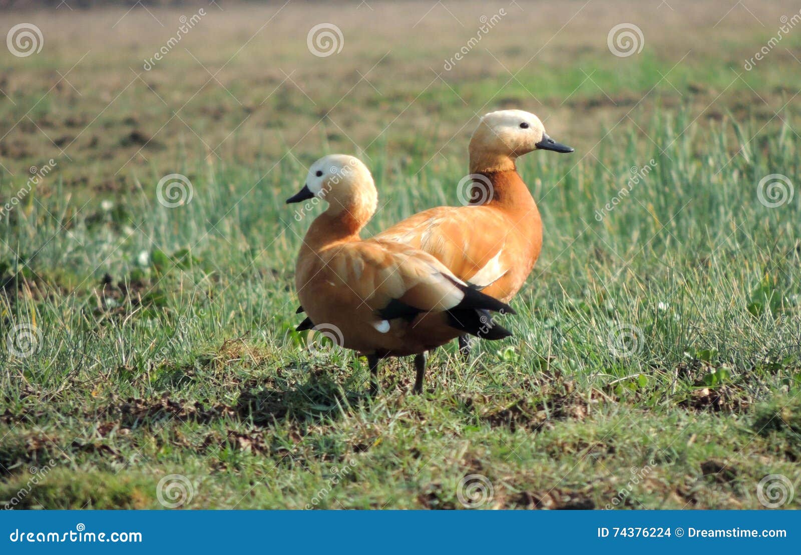 Rest stock photo. Image of reast, birds, winter, rest - 74376224