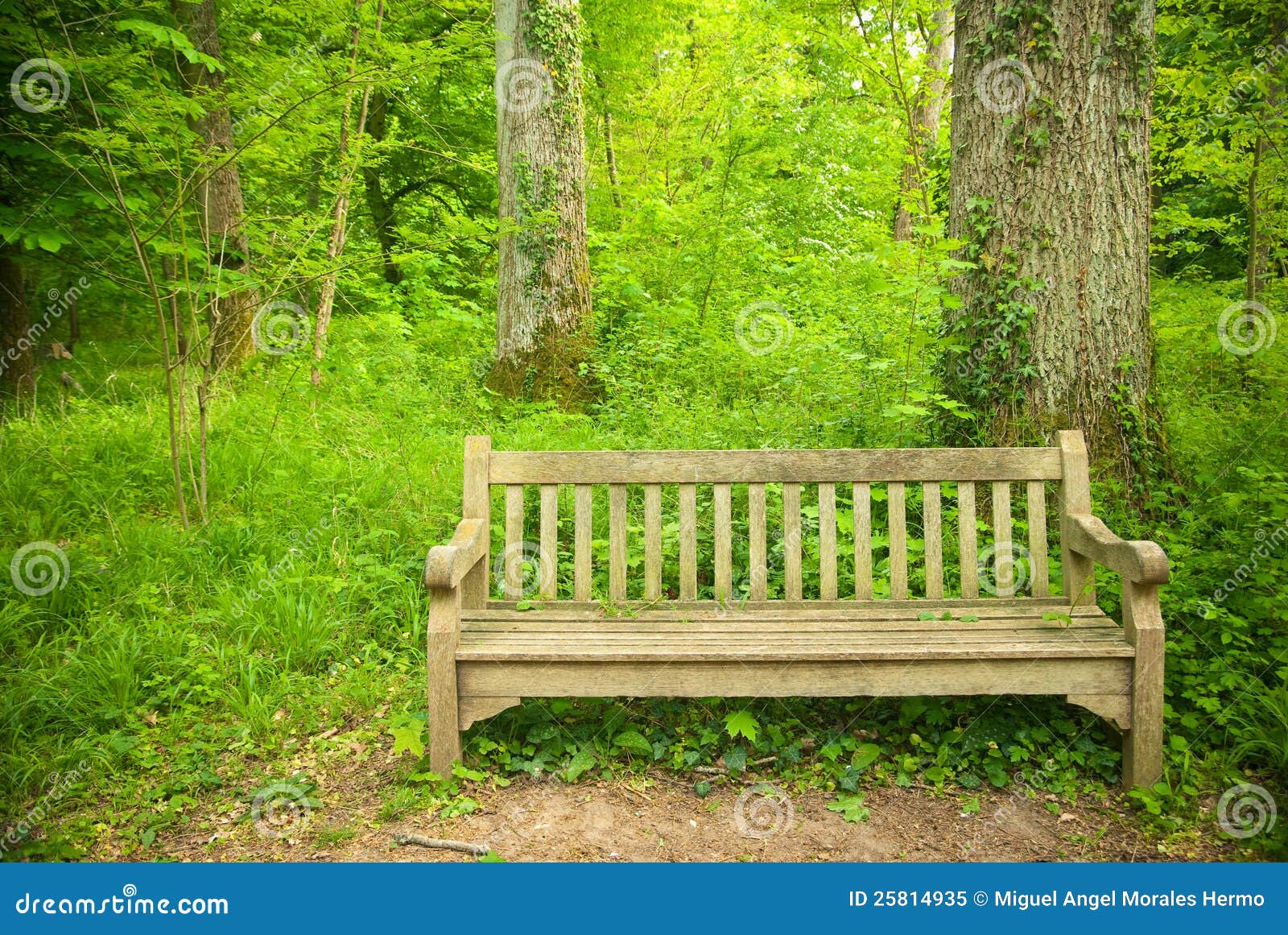 Rest in the woods stock image. Image of resting, forest - 25814935