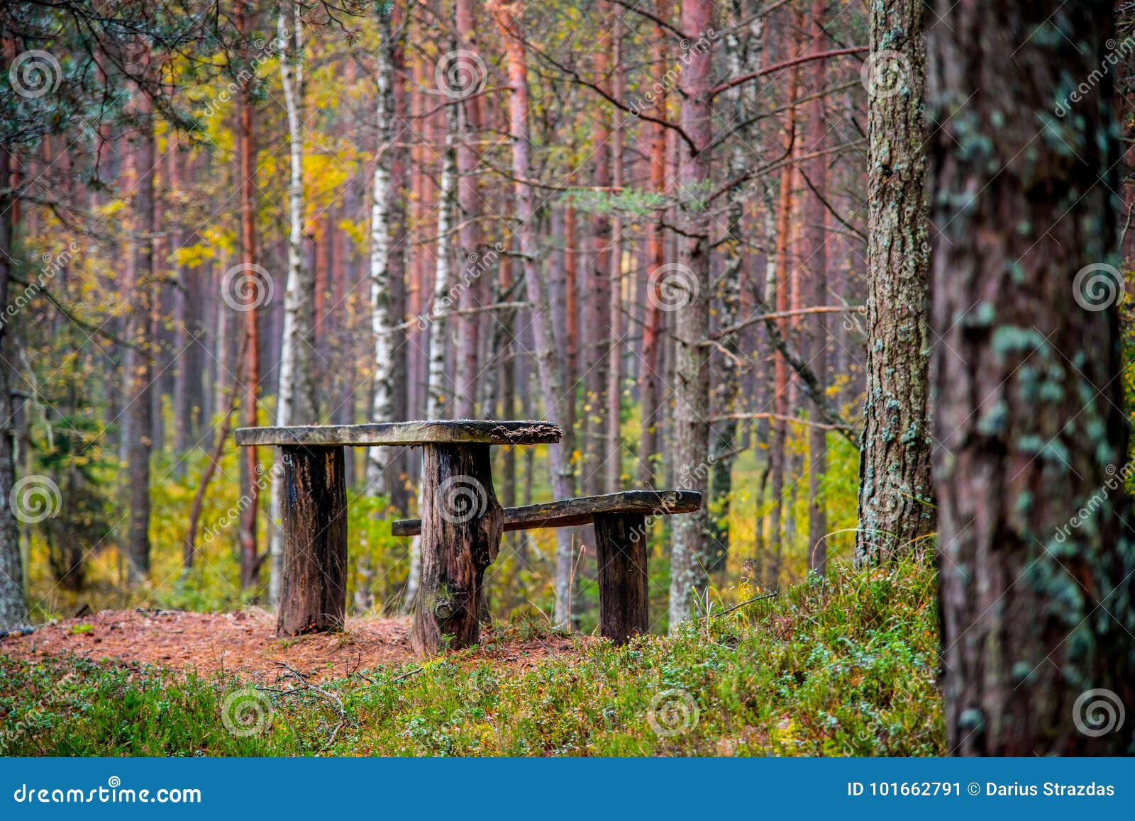 Rest zone in forest stock image. Image of landscape - 101662791