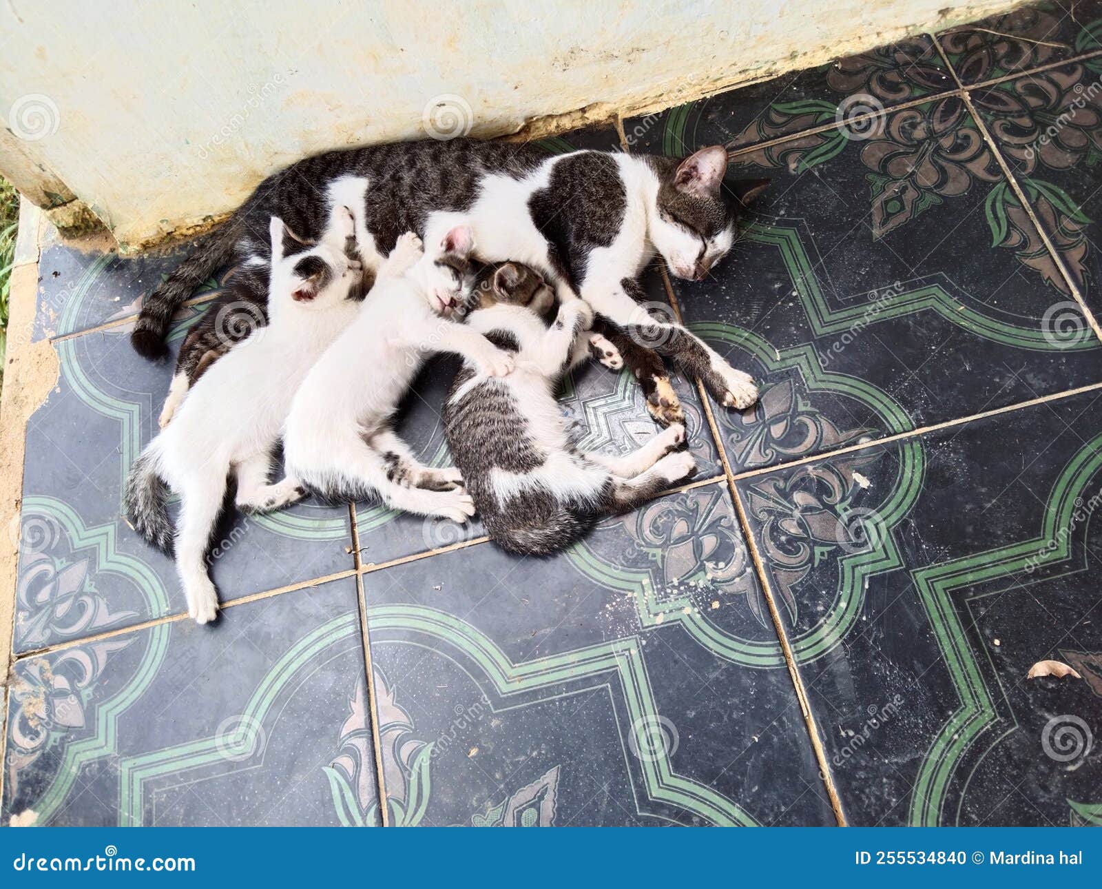 Resta well cat stock photo. Image of resta, animal, painting - 255534840