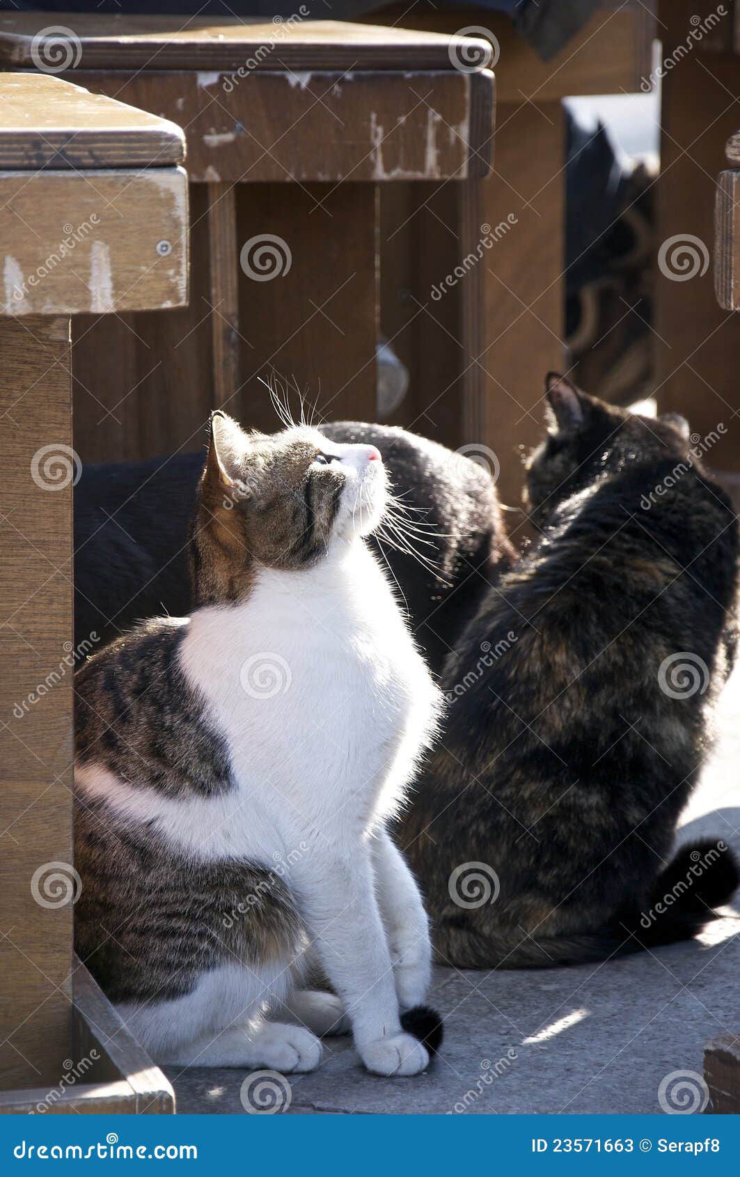Restaurant cats in Italy stock image. Image of dinner - 23571663
