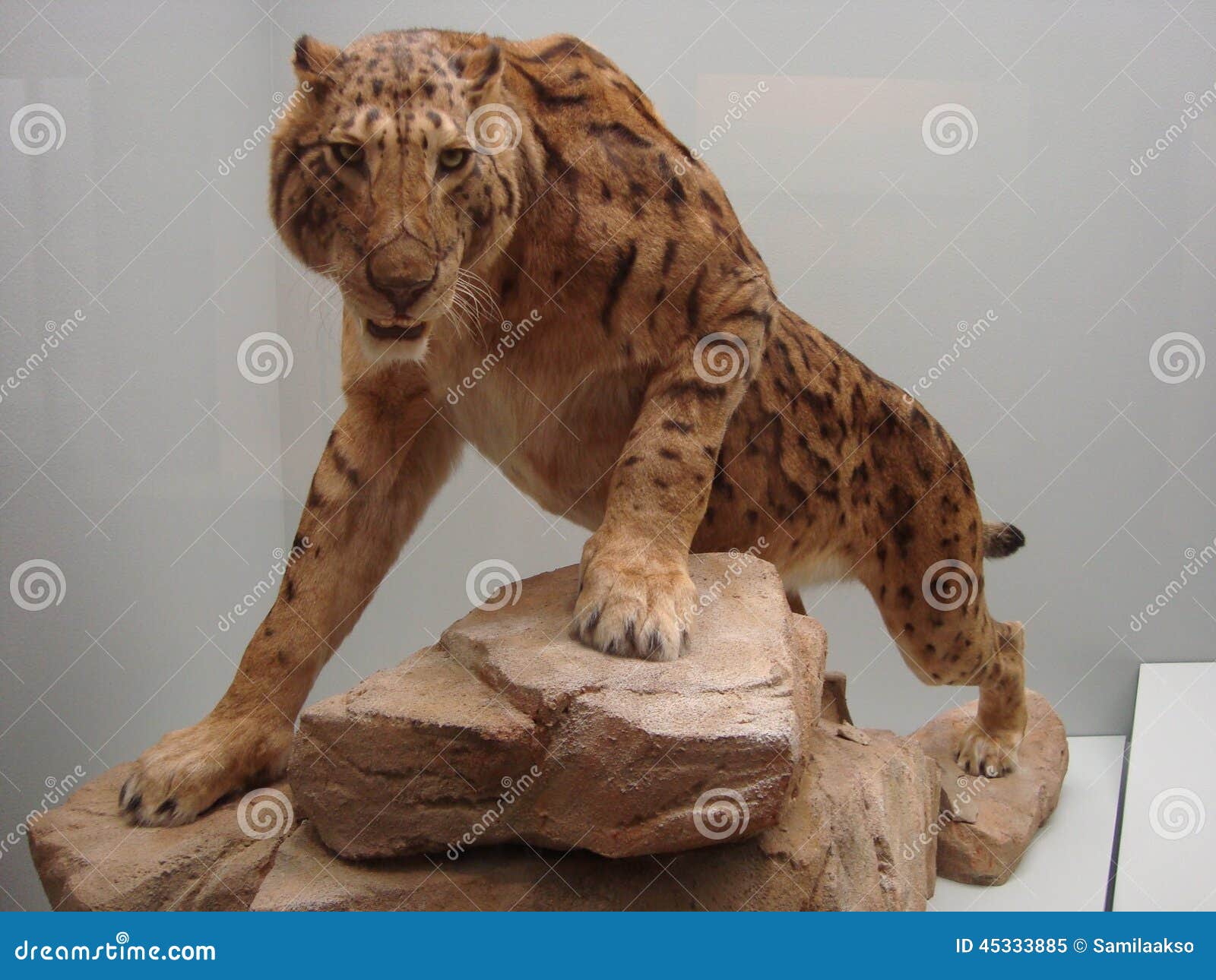 Restauratie Van Een Sabel-tand Kat Stock Afbeelding - Image of ...