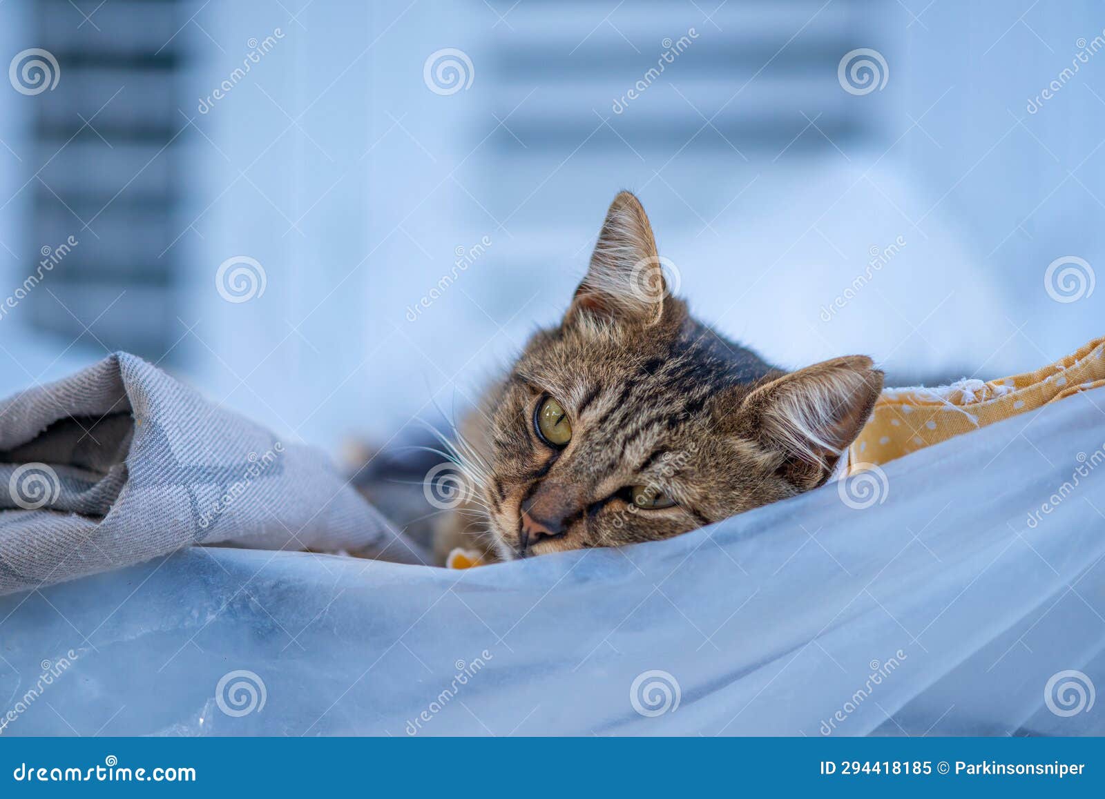 Restful Gaze: Tabby Cat Resting on Soft Linens Stock Image - Image of ...