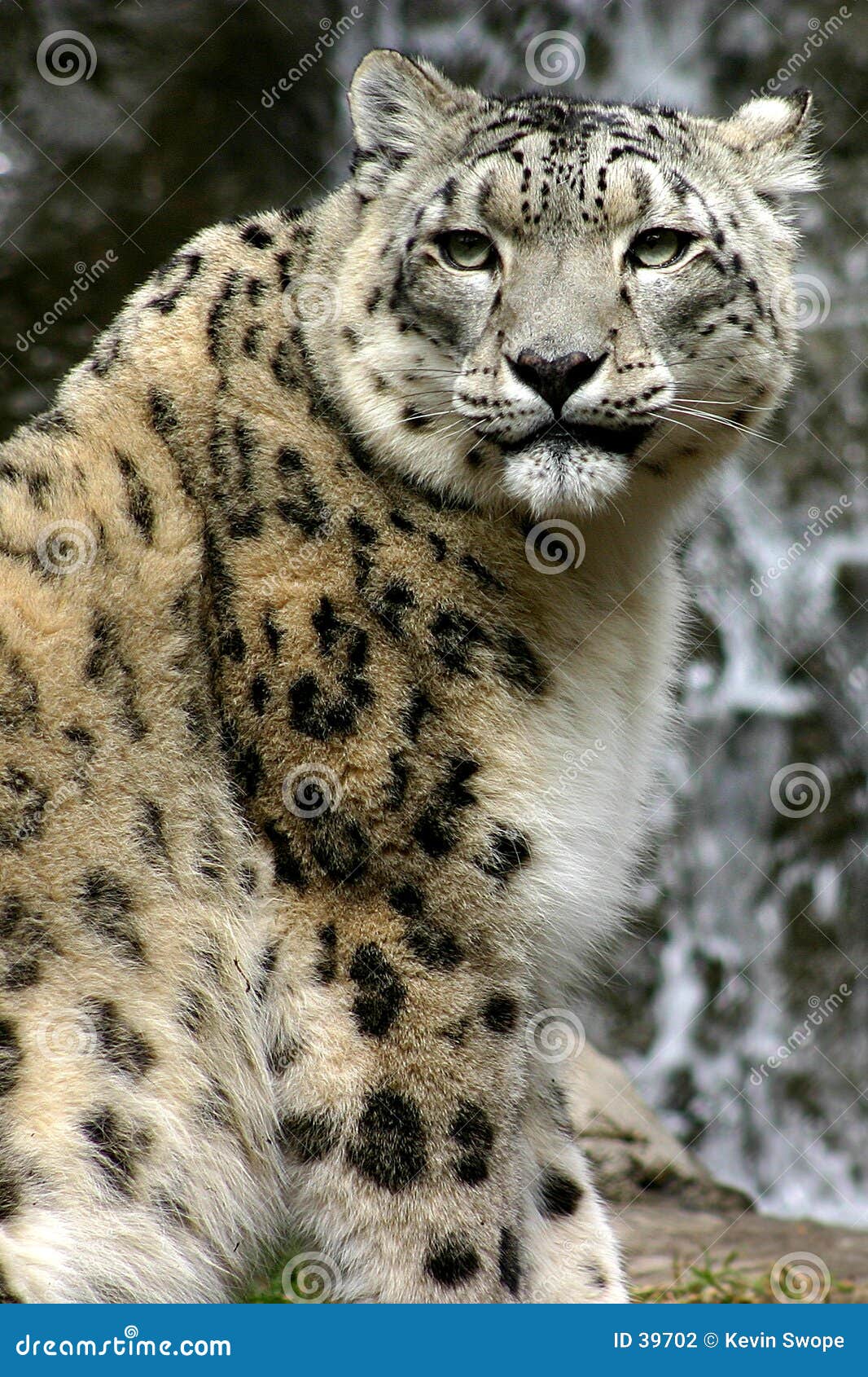 Resting stock photo. Image of animals, pumas, anilmals, puma - 39702