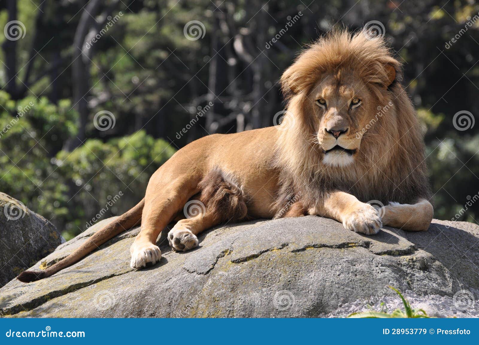 Lion Resting stock image. Image of stone, animal, mammal - 28953779