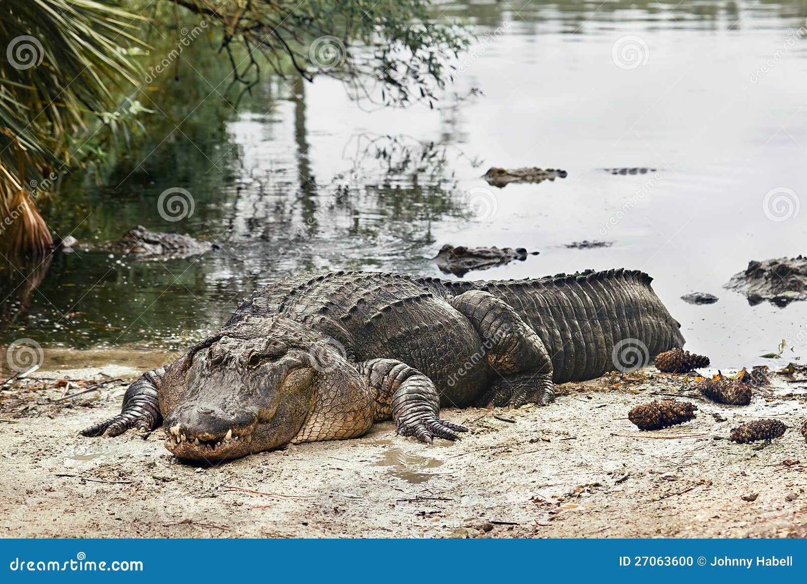 Resting Alligator stock photo. Image of furious, focus - 27063600
