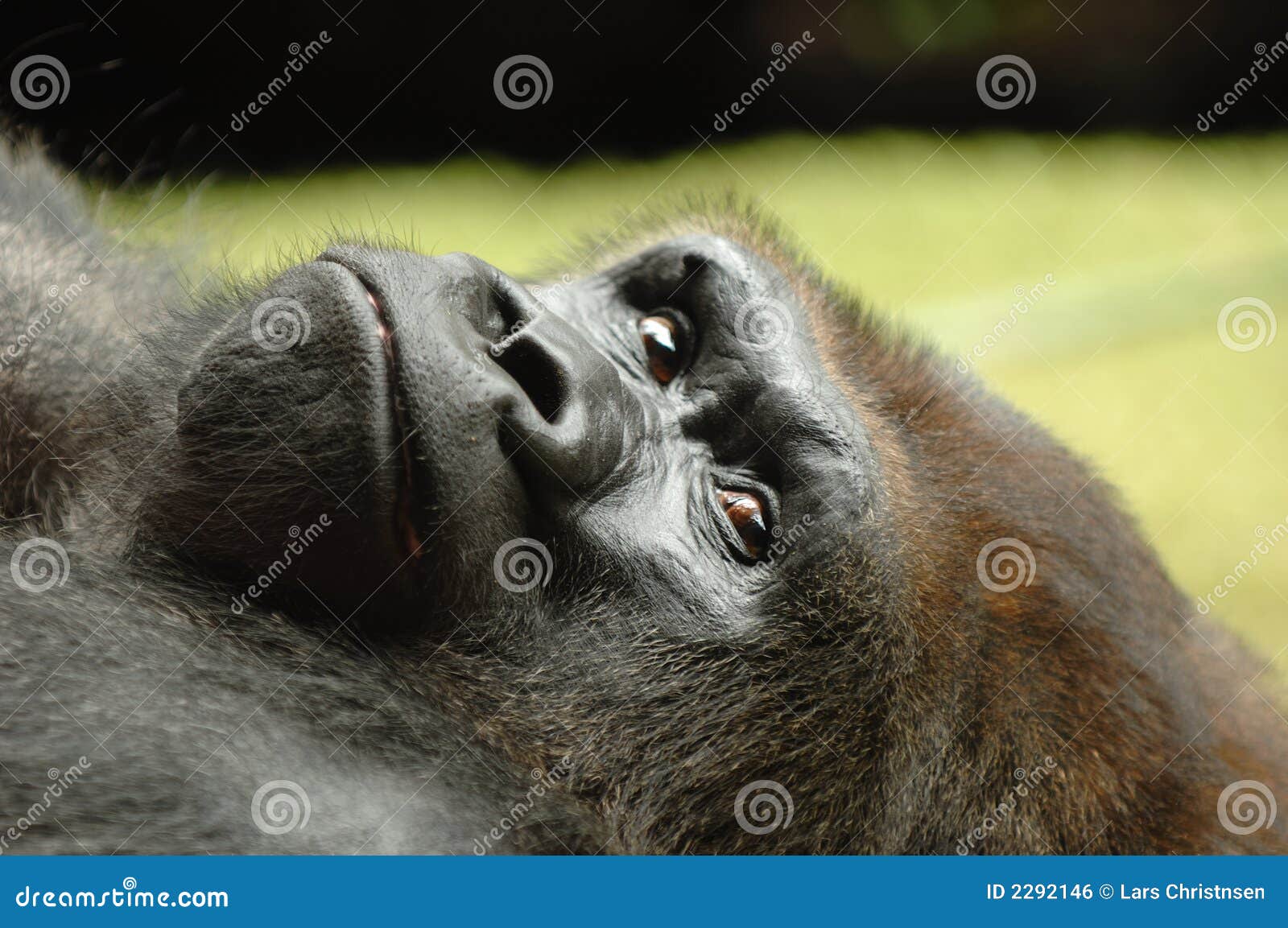 Resting ape stock photo. Image of dominant, jungle, macaque - 2292146