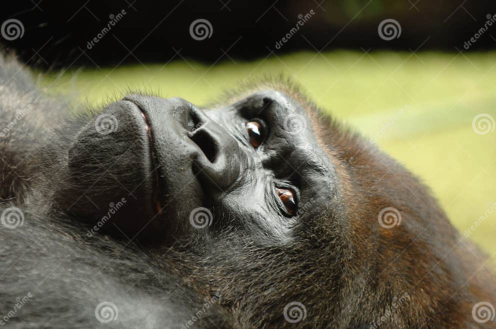 Resting ape stock photo. Image of dominant, jungle, macaque - 2292146