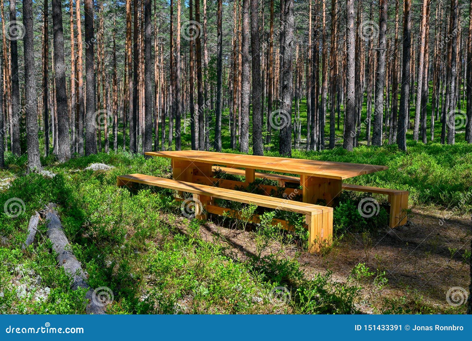 Resting Area Table and Bench in a Swedish Forest Stock Image - Image of ...