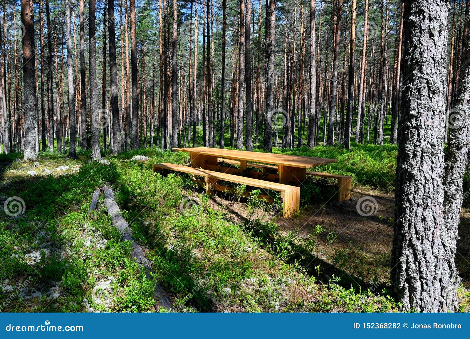 Resting Area Table and Bench in a Swedish Forest Stock Photo - Image of ...