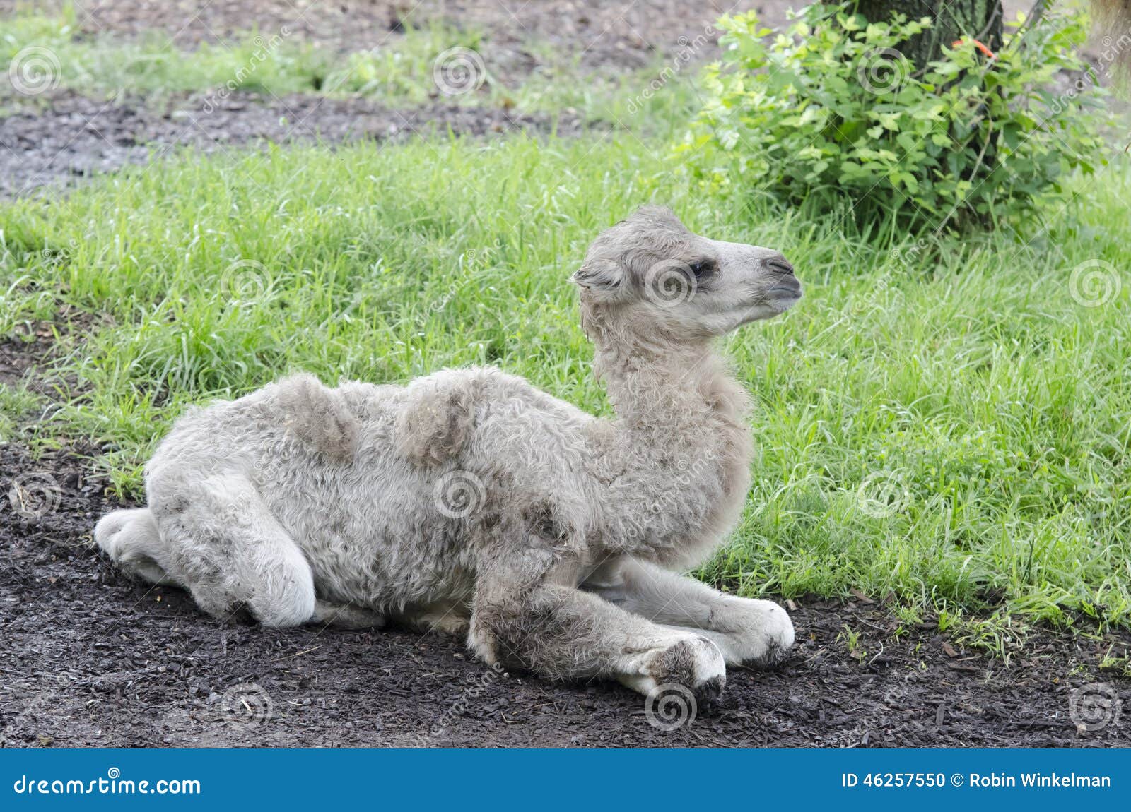 Resting baby camel stock photo. Image of juvenile, hairy - 46257550