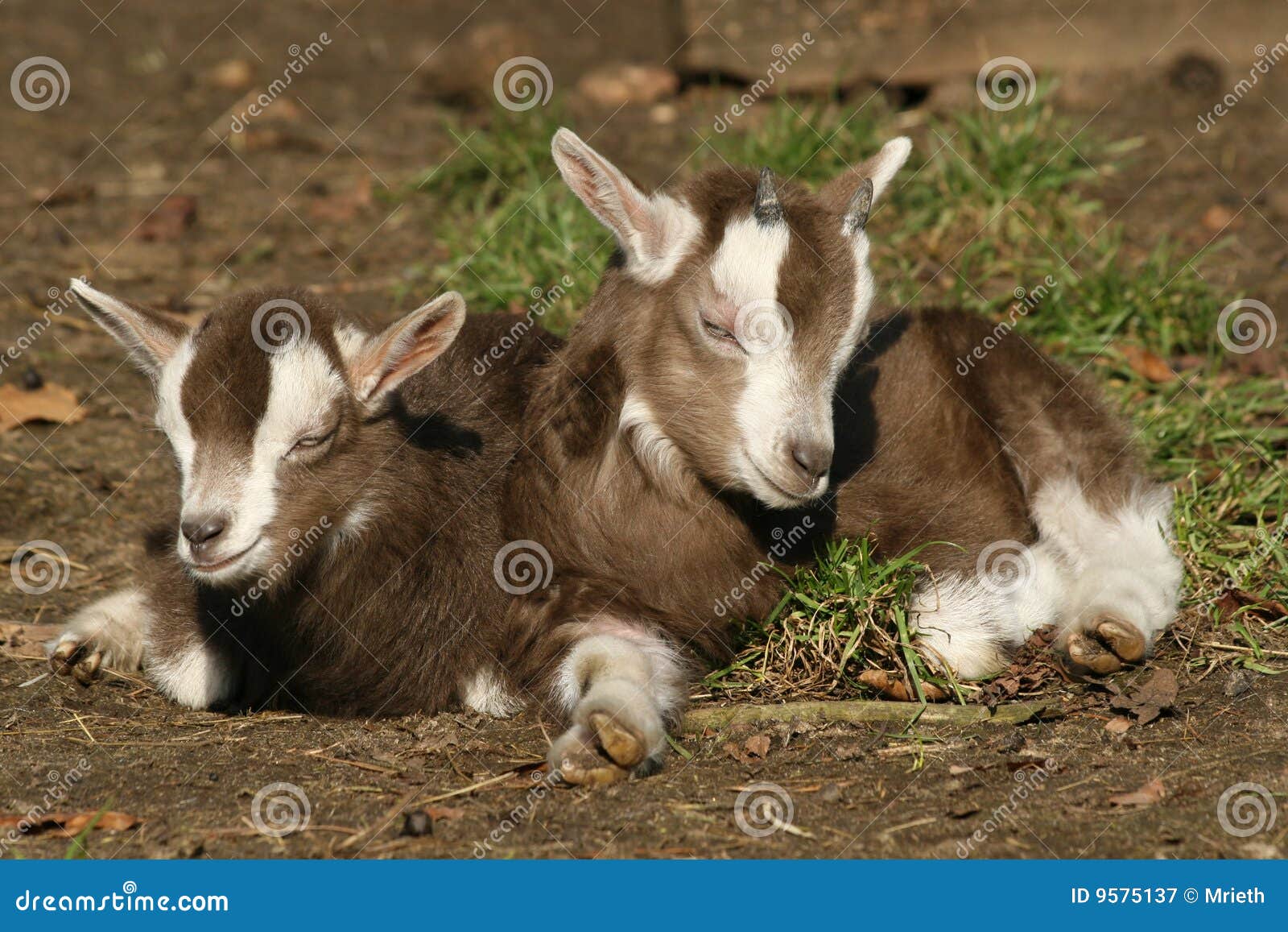Resting baby goats stock image. Image of kids, brown, holiday - 9575137