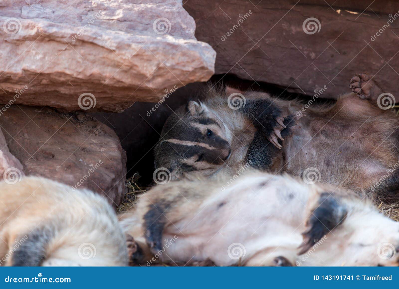 Resting Badger Family stock image. Image of funny, city - 143191741