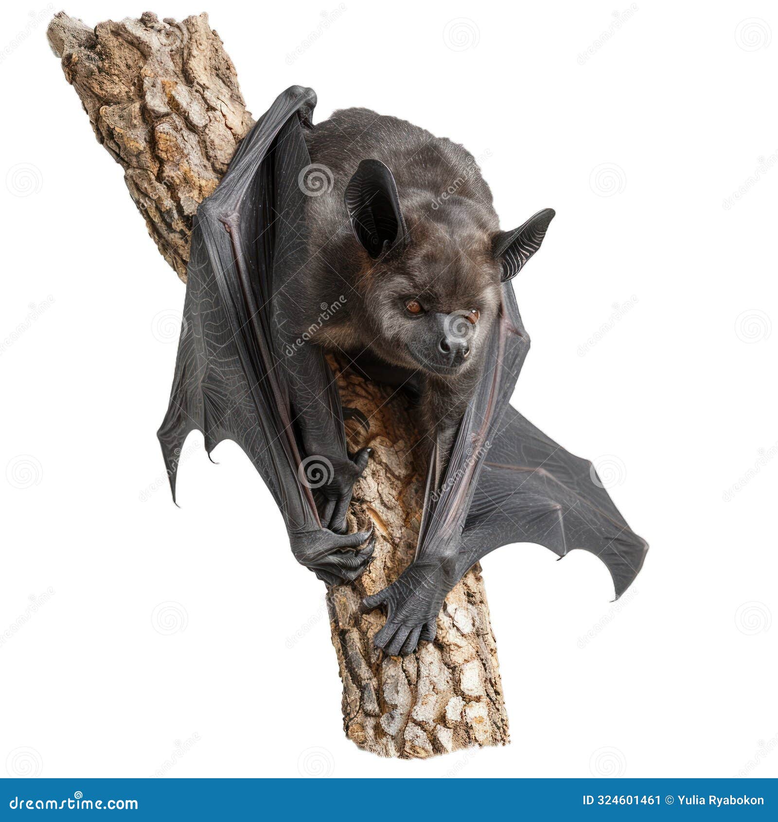 Resting Bat Clinging To Tree Bark Stock Image - Image of fauna, macro ...