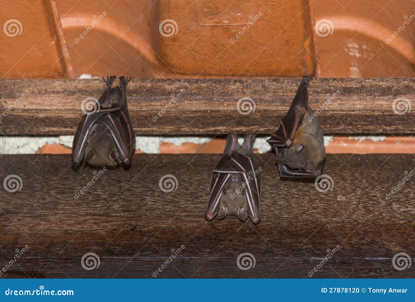 Resting Bat on Roof stock photo. Image of roof, environment - 27878120