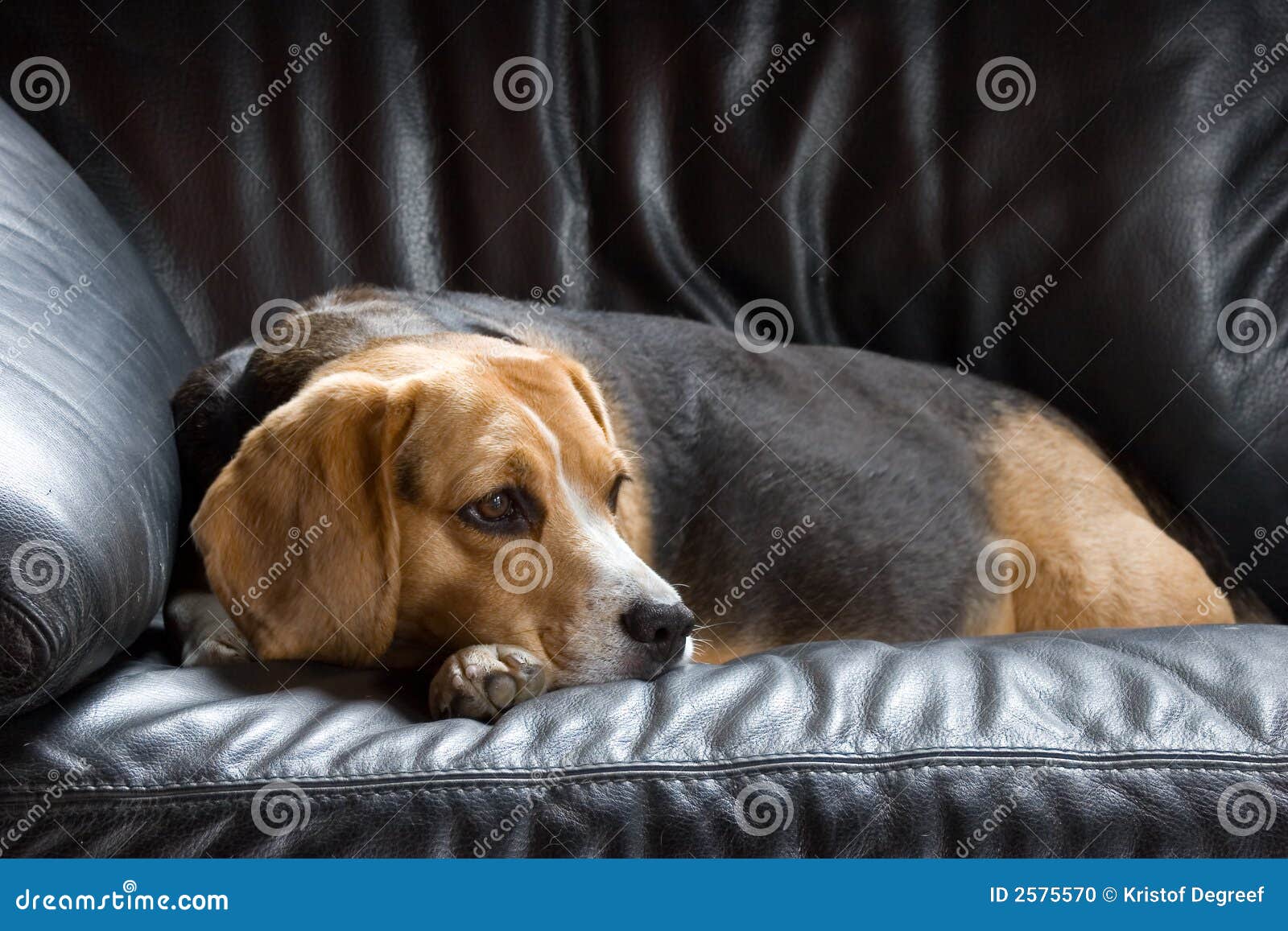 Resting beagle stock photo. Image of companion, adorable - 2575570