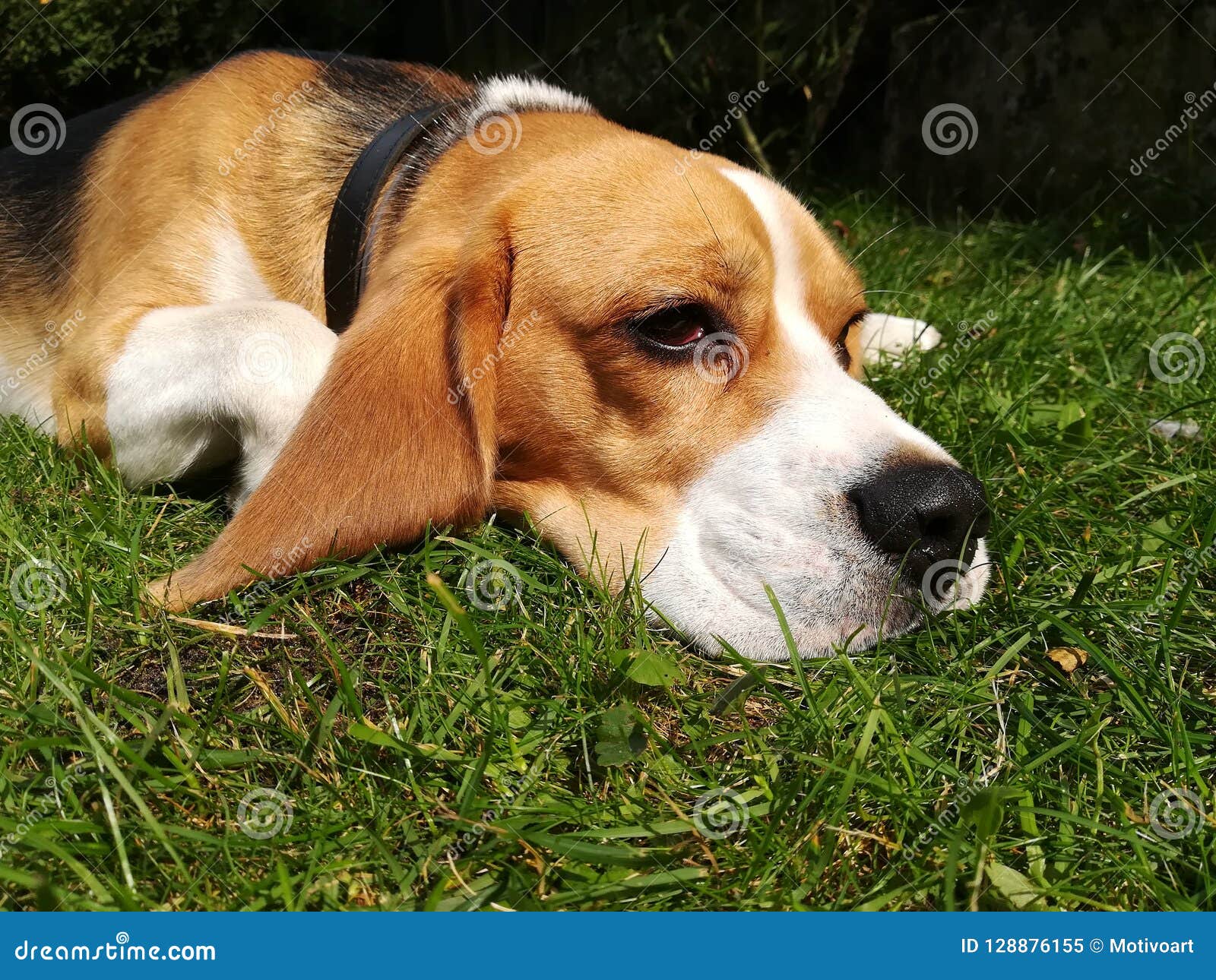 Resting beagle dog stock image. Image of grass, summer - 128876155