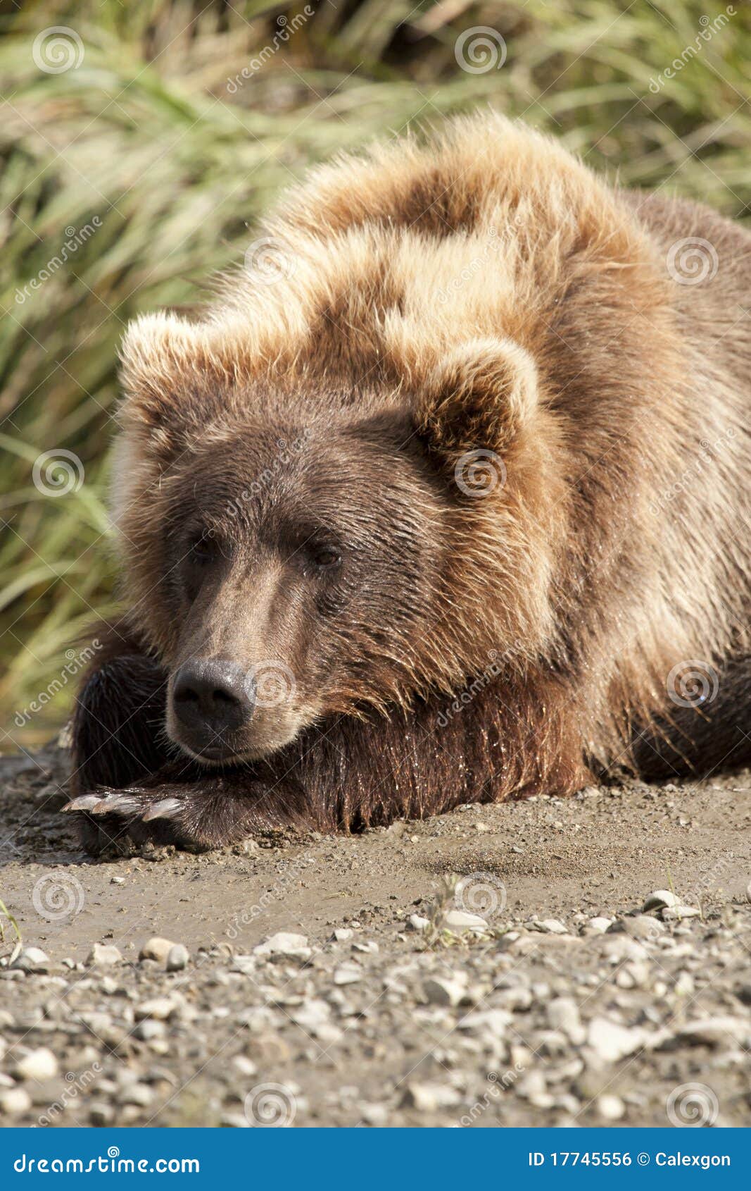 Resting Bear stock photo. Image of brown, alaska, hunting - 17745556
