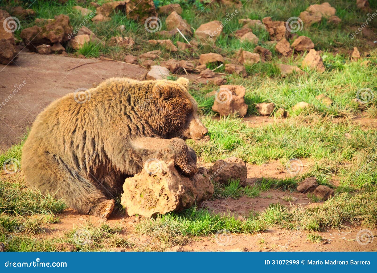 Resting bear stock photo. Image of joyful, forest, wildlife - 31072998
