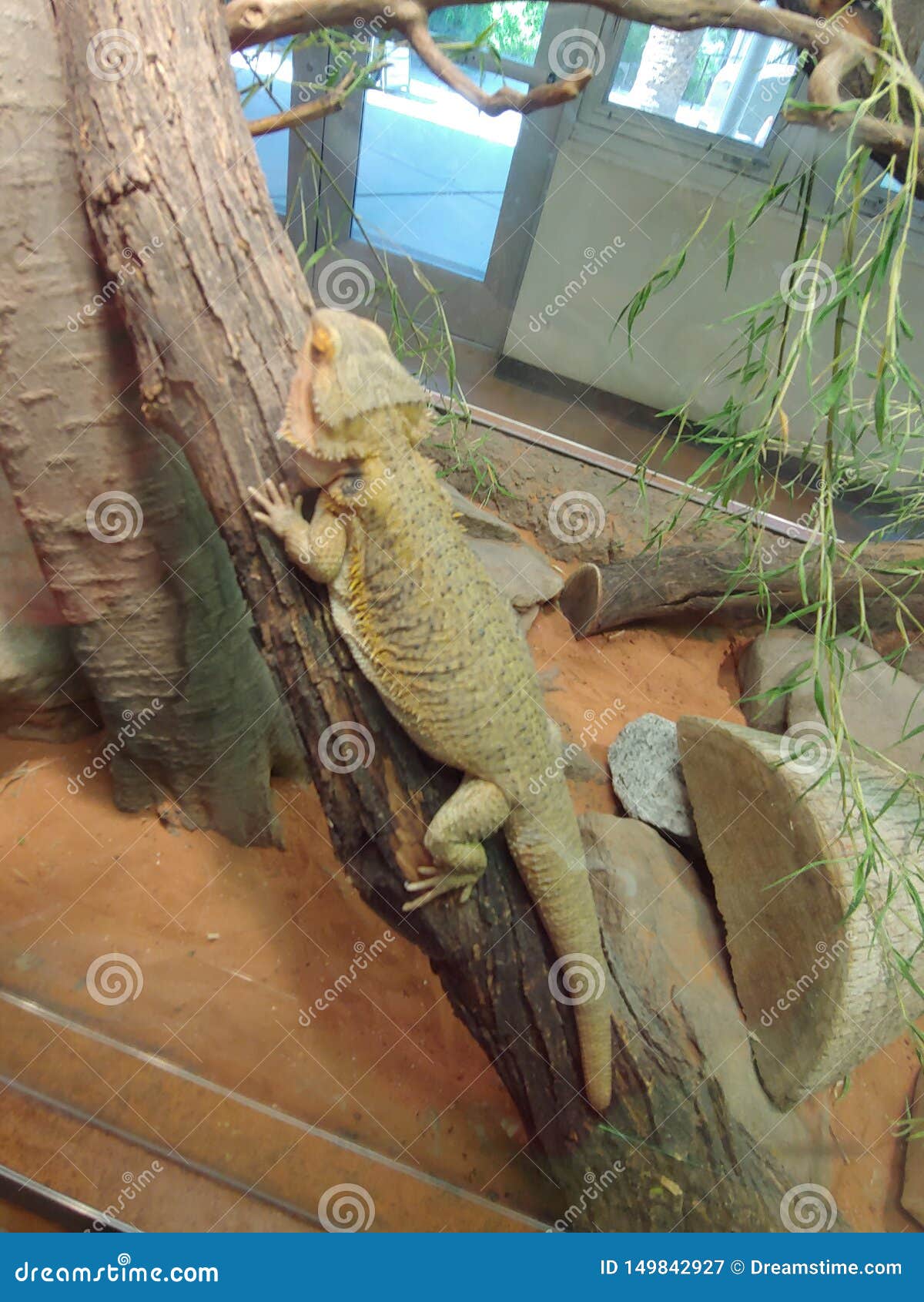 Resting Bearded Dragon stock image. Image of resting - 149842927