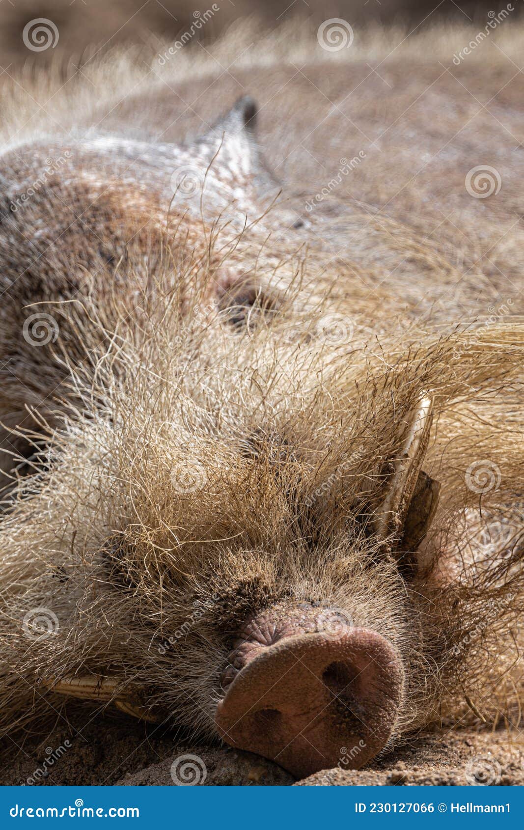Resting Bearded Pig stock photo. Image of nature, animal - 230127066