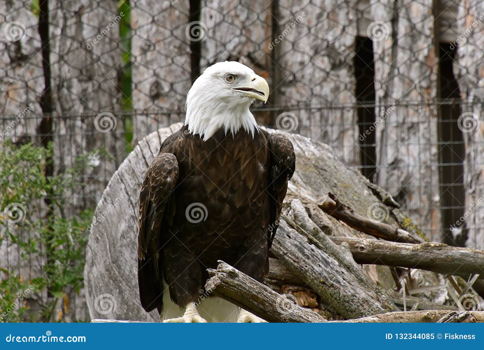 Resting Beautiful Bald Eagle Stock Image - Image of predator, american ...