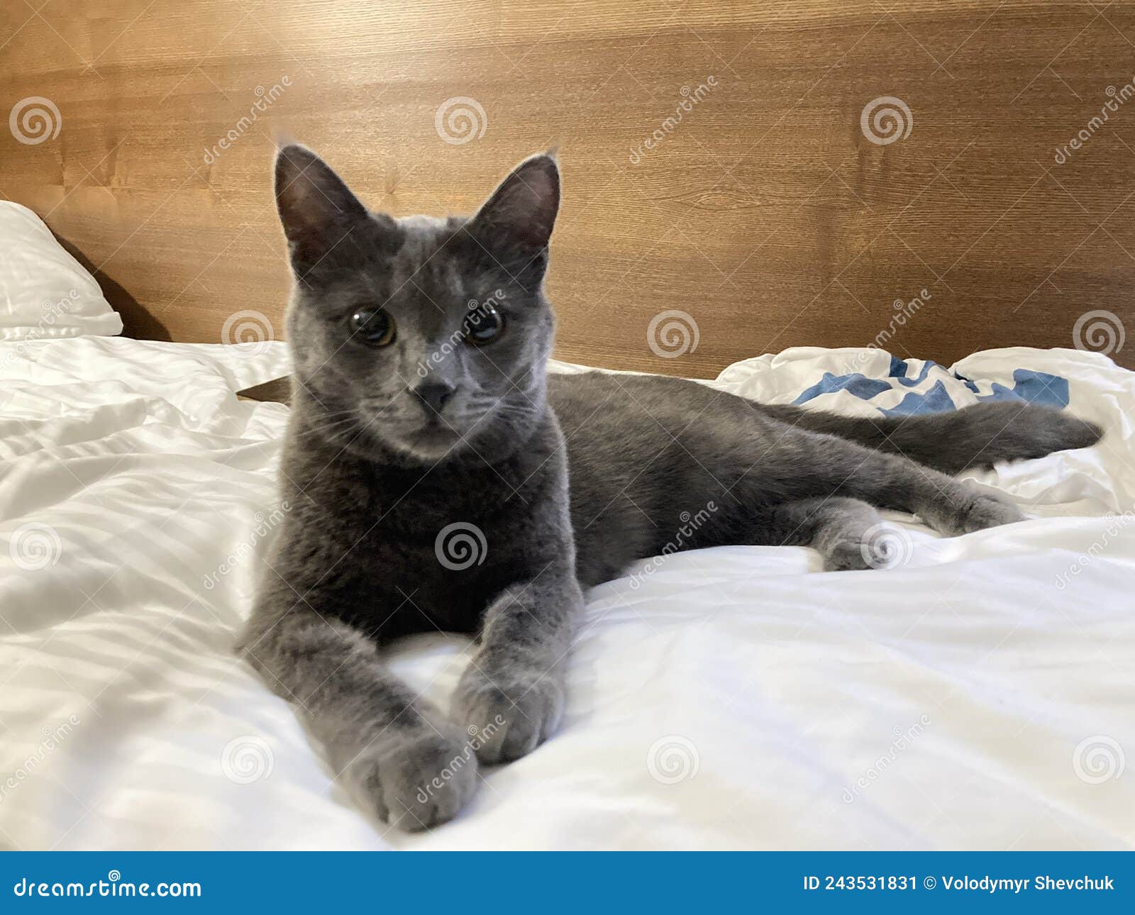 Resting Beautiful Grey Cat on the Bed Looking Closeup Stock Image ...