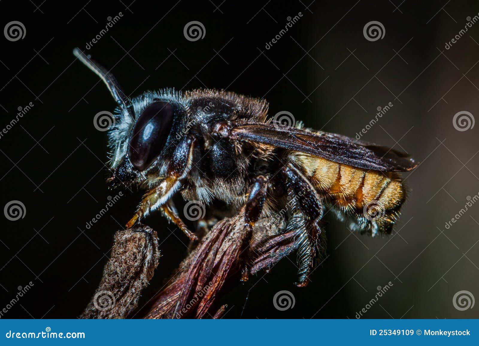 Resting bee stock image. Image of insect, nature, bumble - 25349109