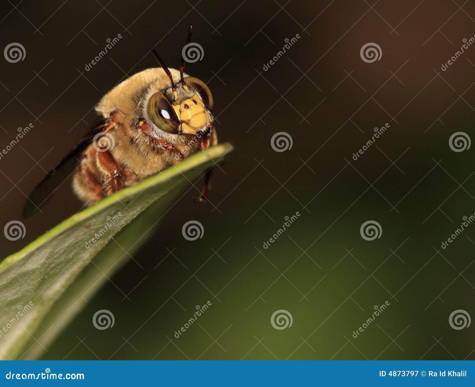 Resting Bee Picture. Image: 4873797