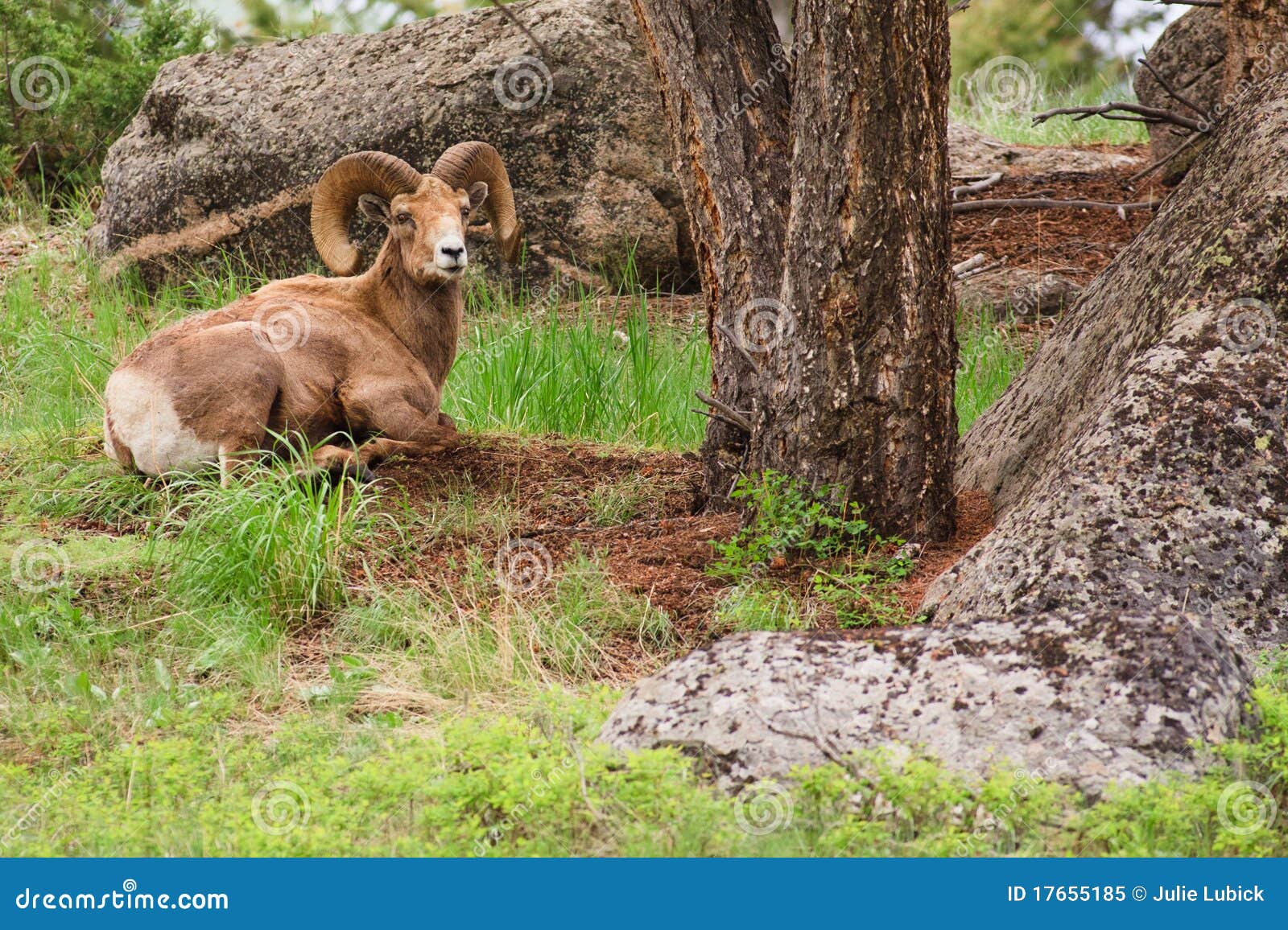 Resting Bighorn Sheep Ram stock image. Image of healthy - 17655185