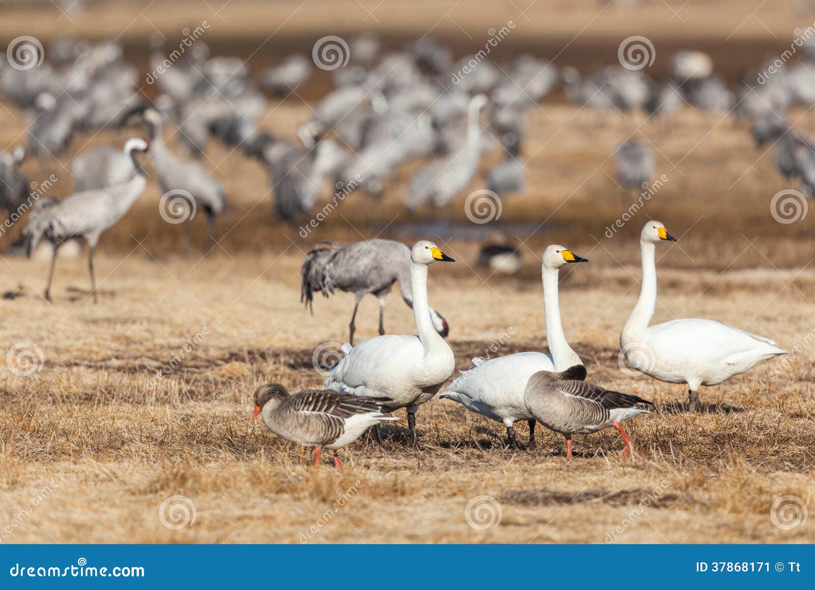 Resting birds stock image. Image of people, cygnus, goose - 37868171