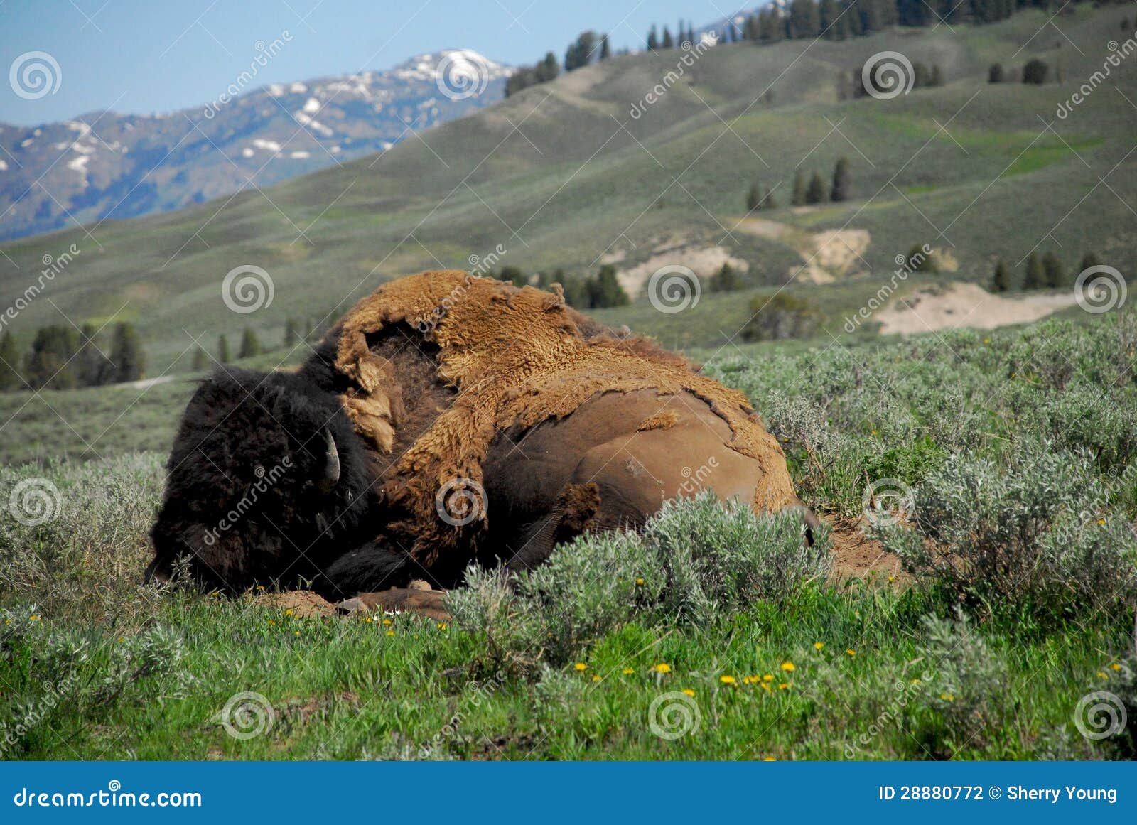 Resting Bison stock photo. Image of pelt, buffalo, national - 28880772