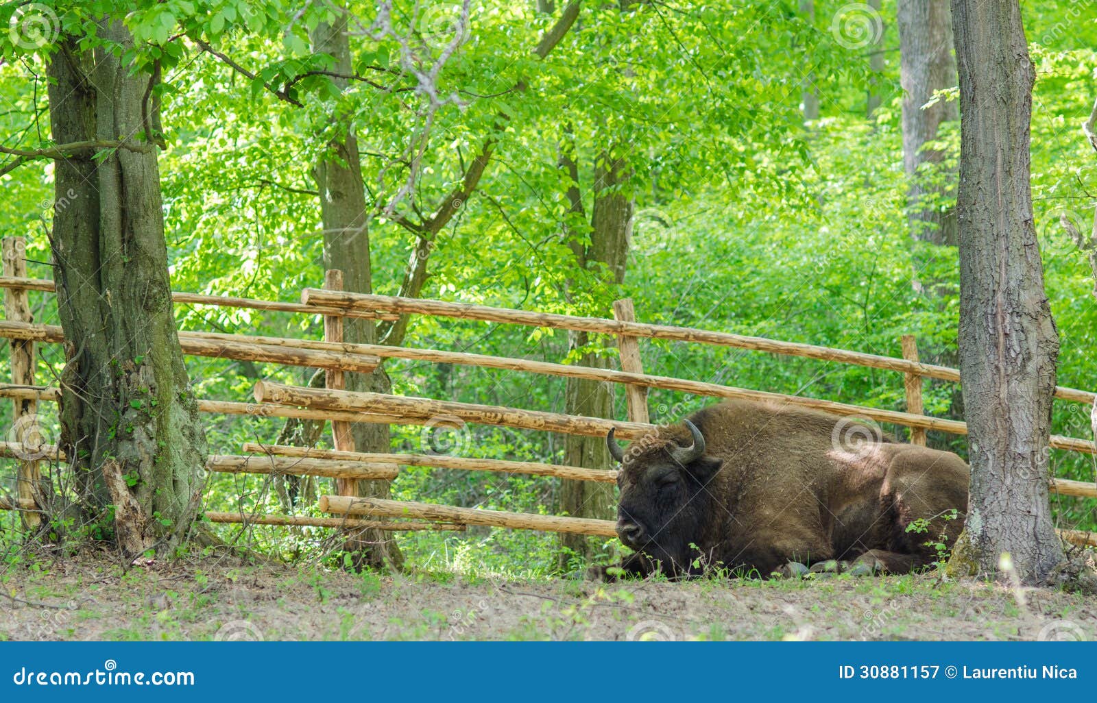 Resting bison stock image. Image of unique, nature, hair - 30881157