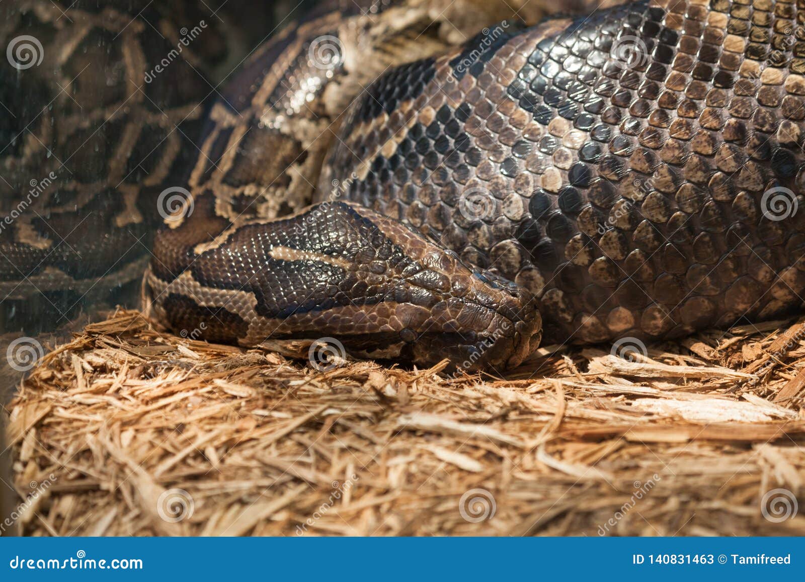 Resting Boa Constrictor in an Enclosure Stock Image - Image of chips ...