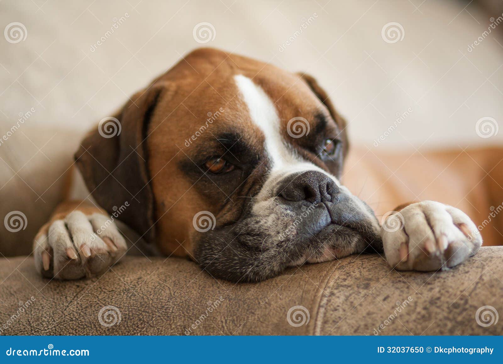 Resting Boxer Dog stock photo. Image of sofa, canine - 32037650