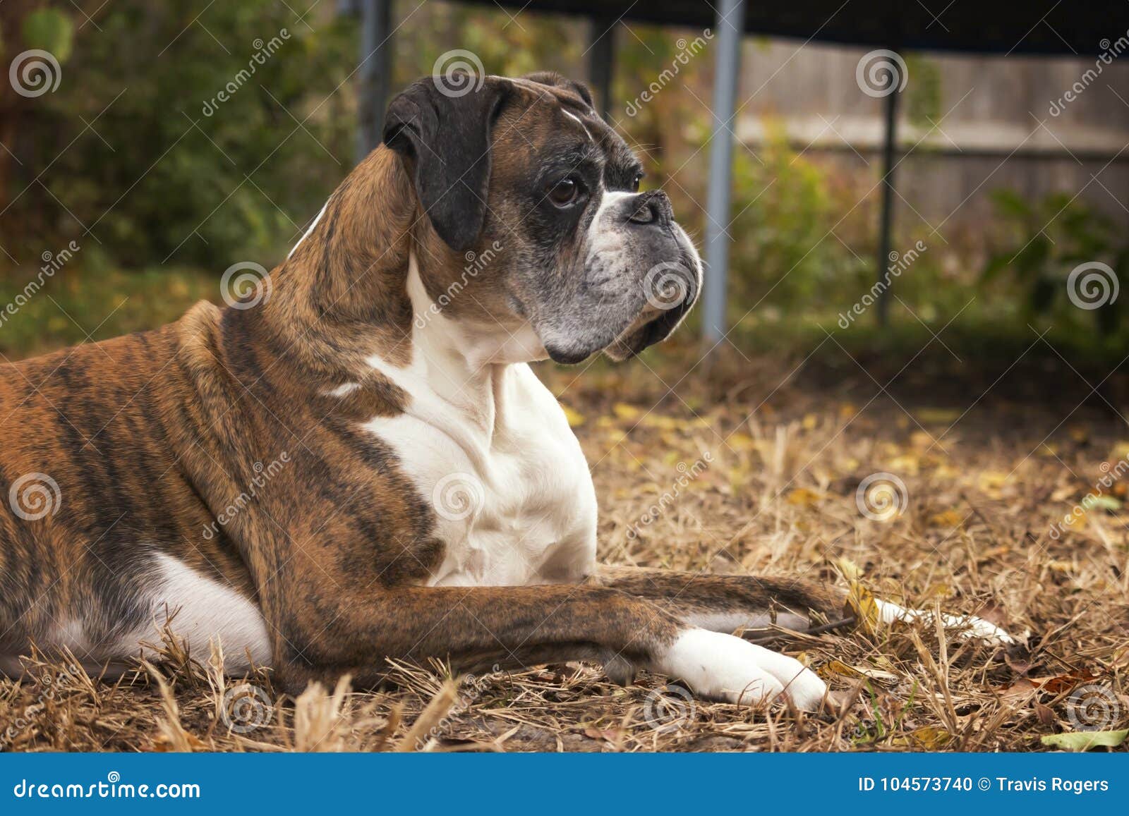 Resting Boxer stock photo. Image of play, tired, rest - 104573740
