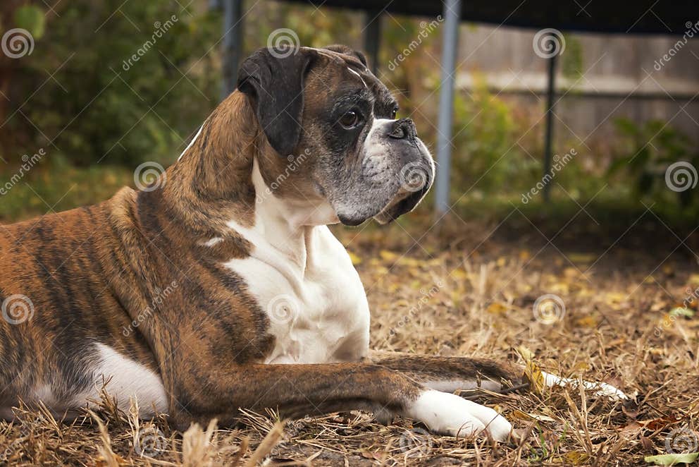 Resting Boxer stock photo. Image of play, tired, rest - 104573740