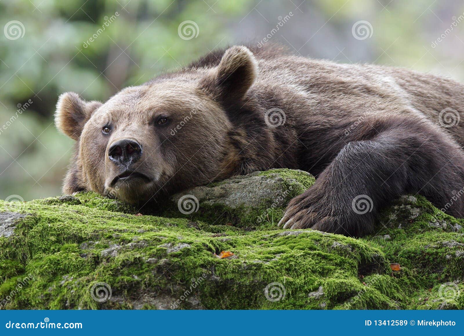 2,781 Resting Brown Bear Photos - Free & Royalty-Free Stock Photos from ...