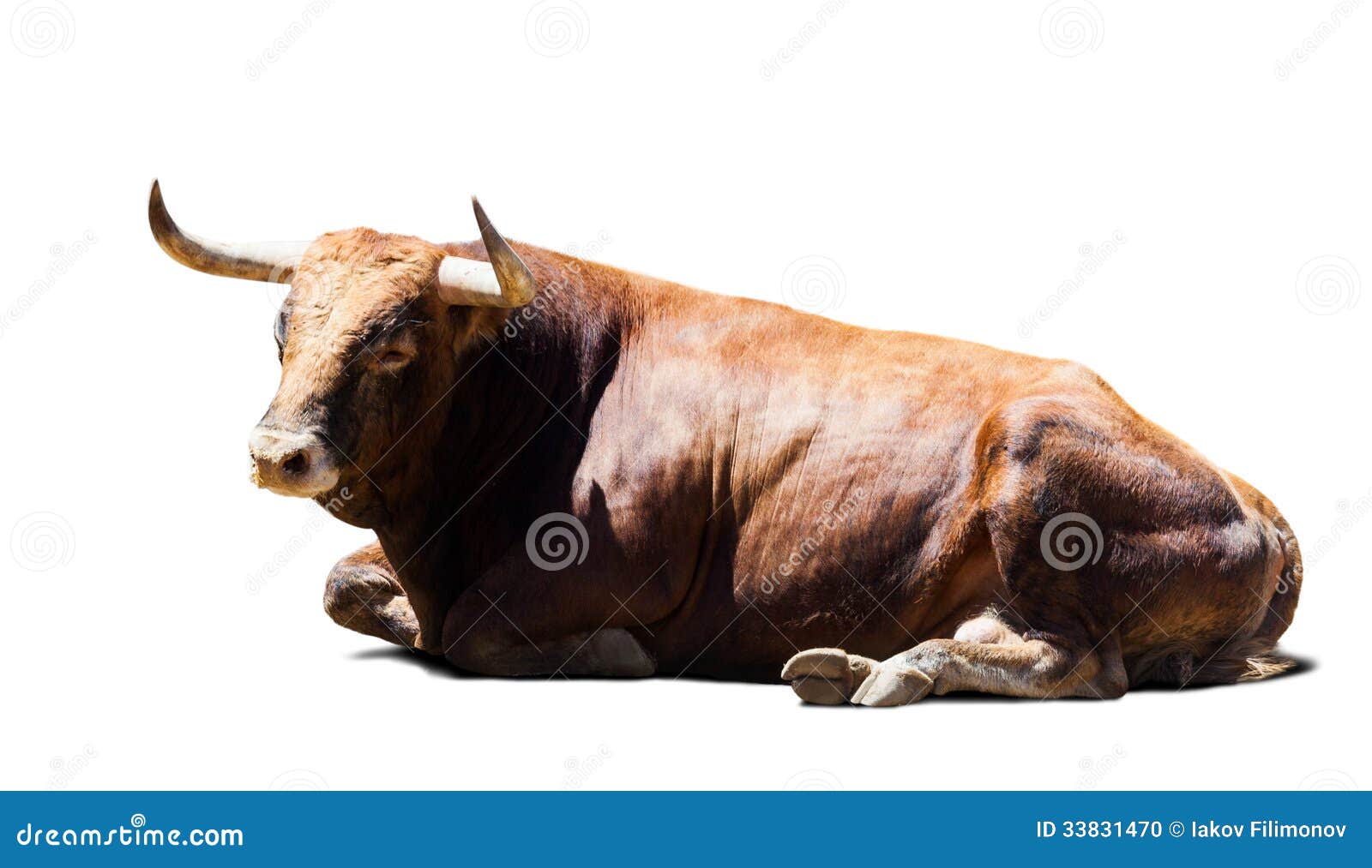 Resting Brown Bull Over White Stock Photo - Image of bell, horns: 33831470