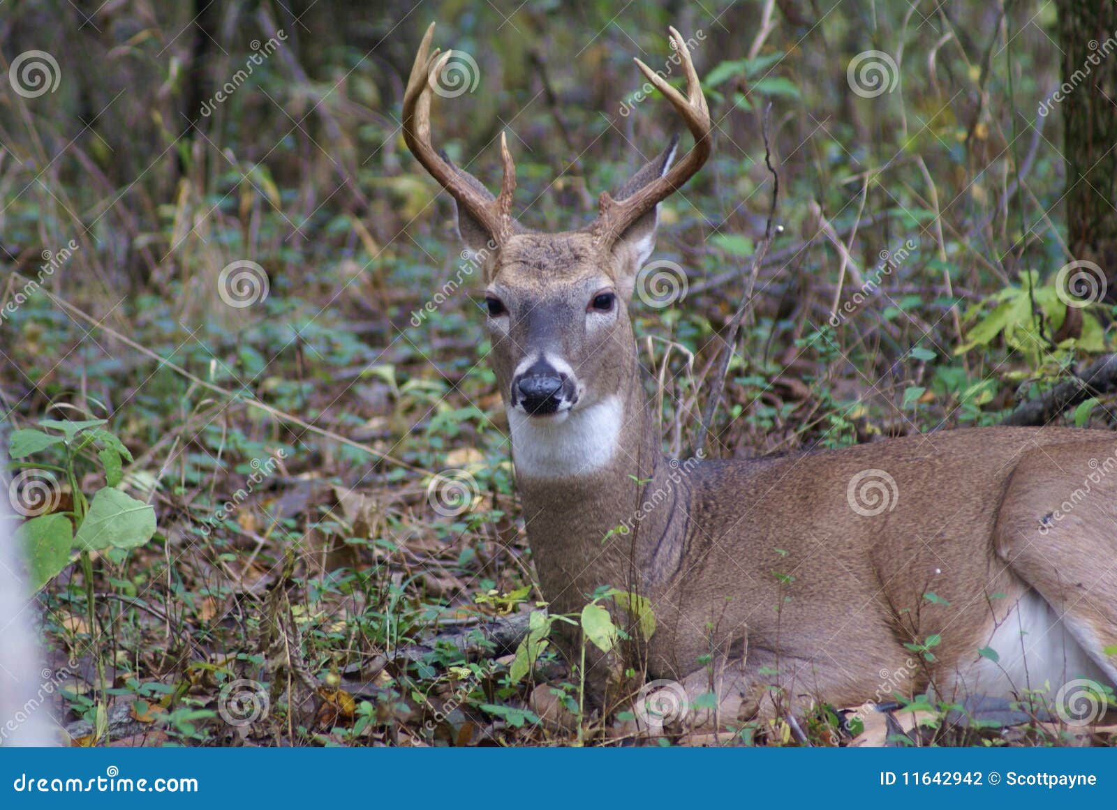 Resting buck stock photo. Image of mammal, wildlife, whitetail - 11642942