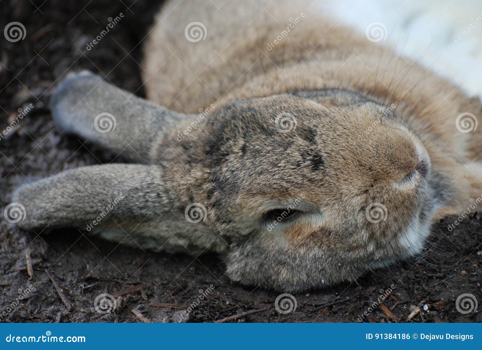 Resting Bunny Rabbit in the Wild Stock Photo - Image of hare, prolific ...