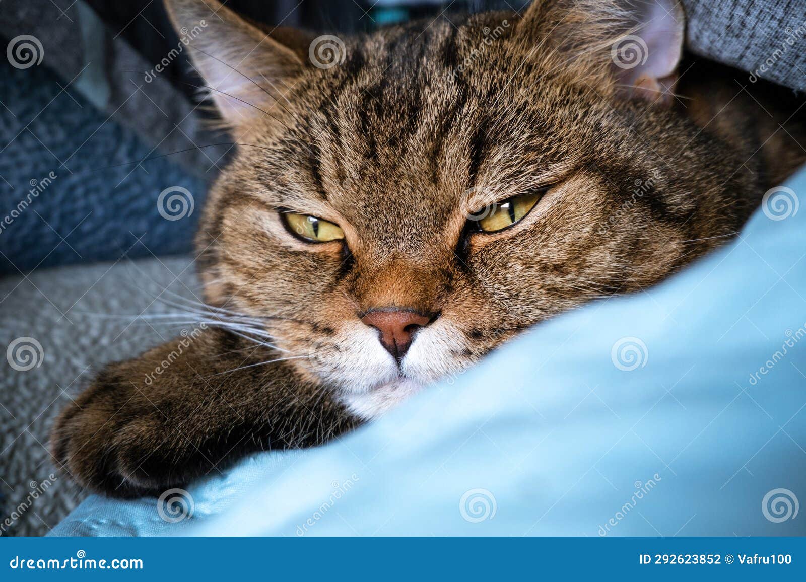 Resting, Calm Cat Close-up. Stock Photo - Image of blue, eyes: 292623852