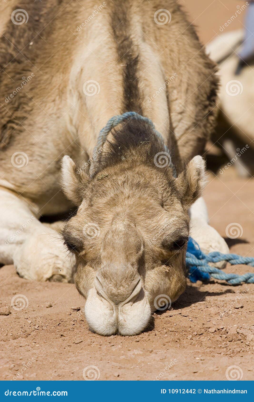 Resting Camel stock photo. Image of african, domestic - 10912442